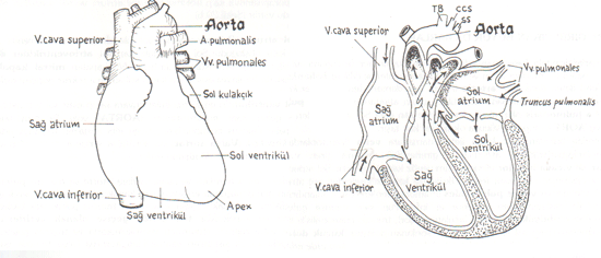 Kalbin İç Yapısı 4 | Bilgedayi Bilgi ve paylaşımın adresi