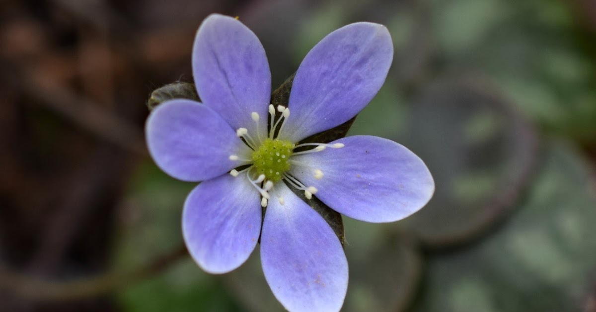 Using Georgia Native Plants: A Look at February