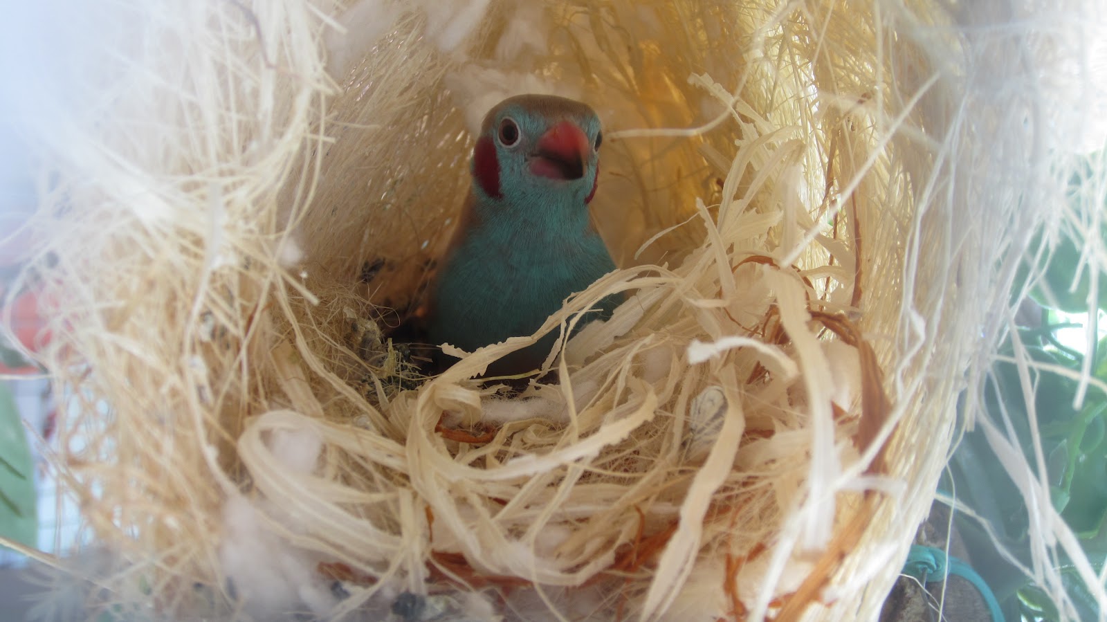 South Beach Finches: Red-Cheeked Cordon Bleu Finches