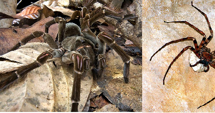 Keener Top Lists: 15 Interesting species of spiders