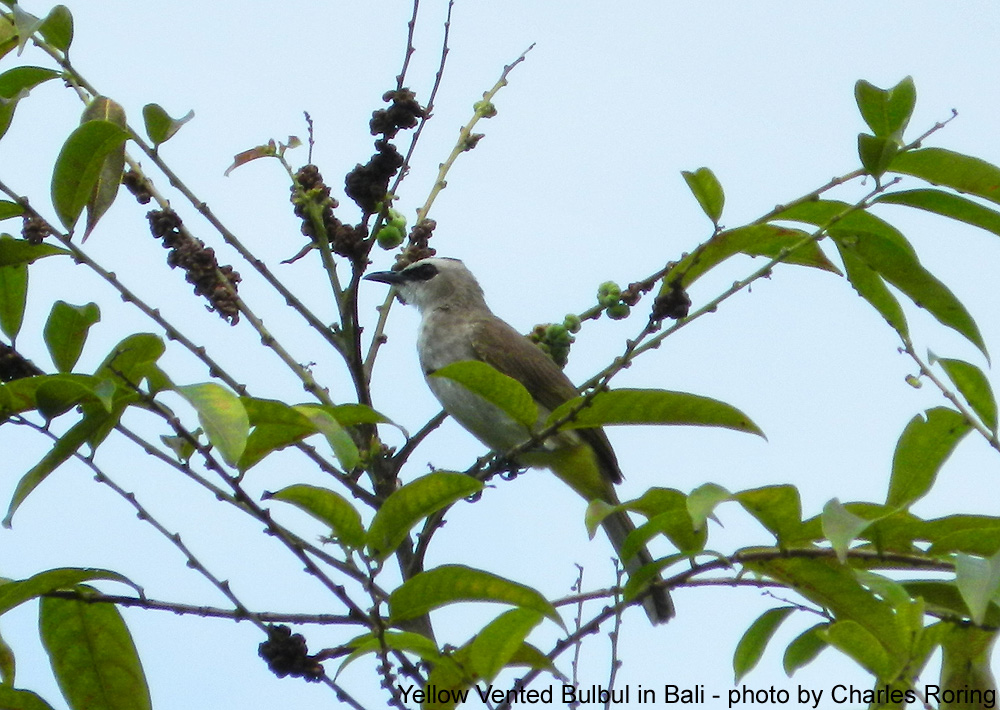 Wisata Alam Indonesia: Burung Buntut Kuning di Bali
