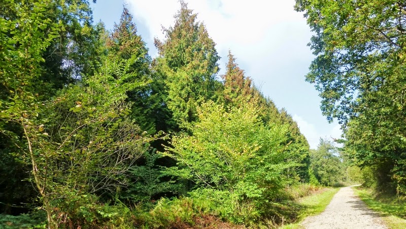 Lin's Isle of Wight Walking Blog: Walk 29 - Parkhurst Forest - 4.5 miles