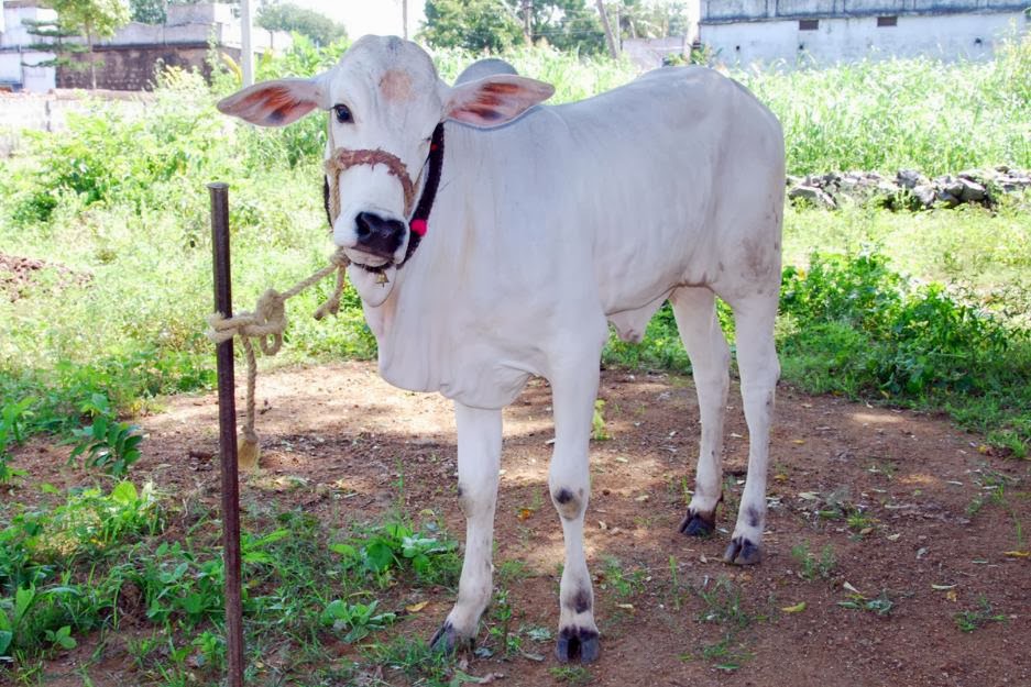 వ్యవసాయం: Ongole cattle