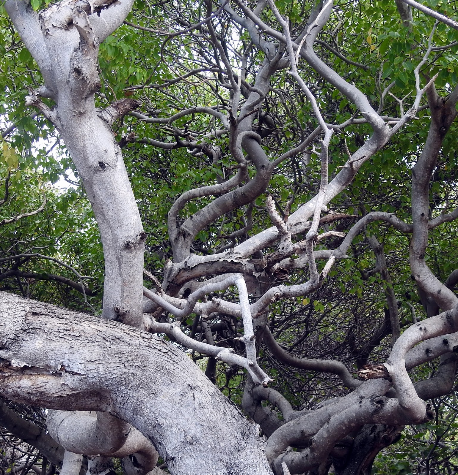 Hiking Curaçao - Flora and Fauna: Manzanilla tree. Warning!