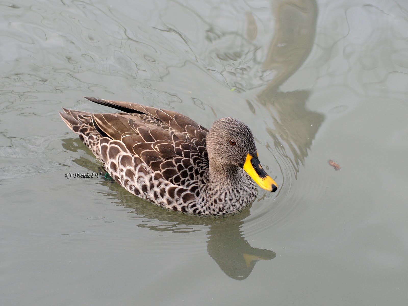 Les oiseaux du 27: Canard a bec jaune, Anas undulata