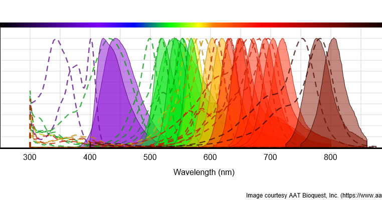 AAT Bioquest: The Spectra of Alexa Fluor® Dyes