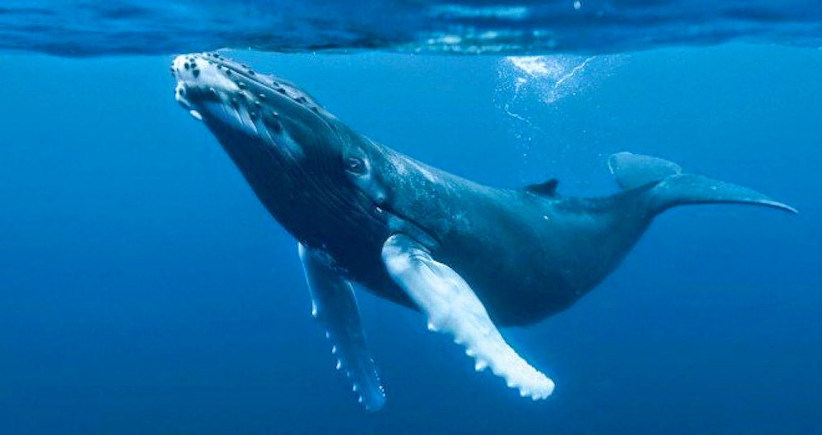 miracomosuena: La voz de las ballenas, o por allá resoplan