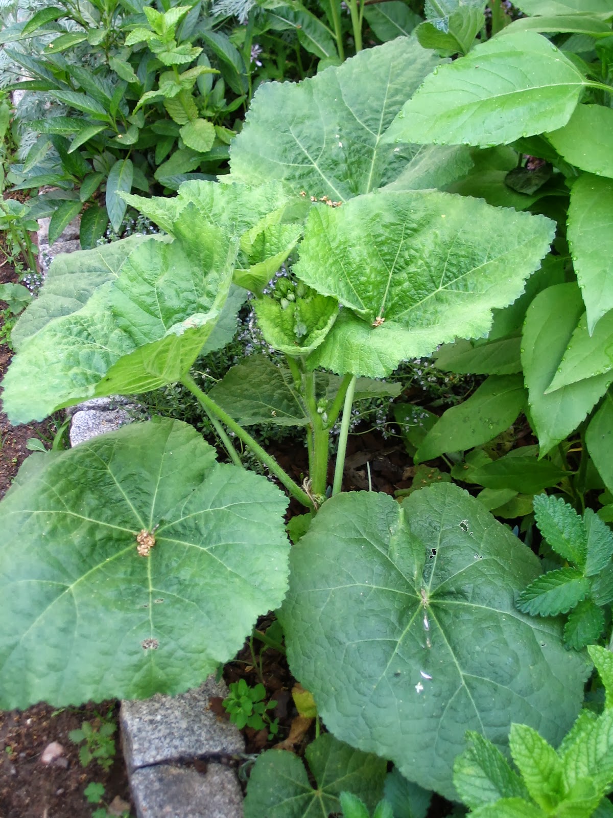 O Canto da Terra: ALTEIA - (Althaea officinalis)