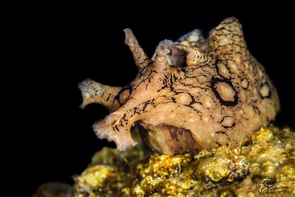 Biodiversity of Cyprus by NGO Protection of the Natural Heritage and ...