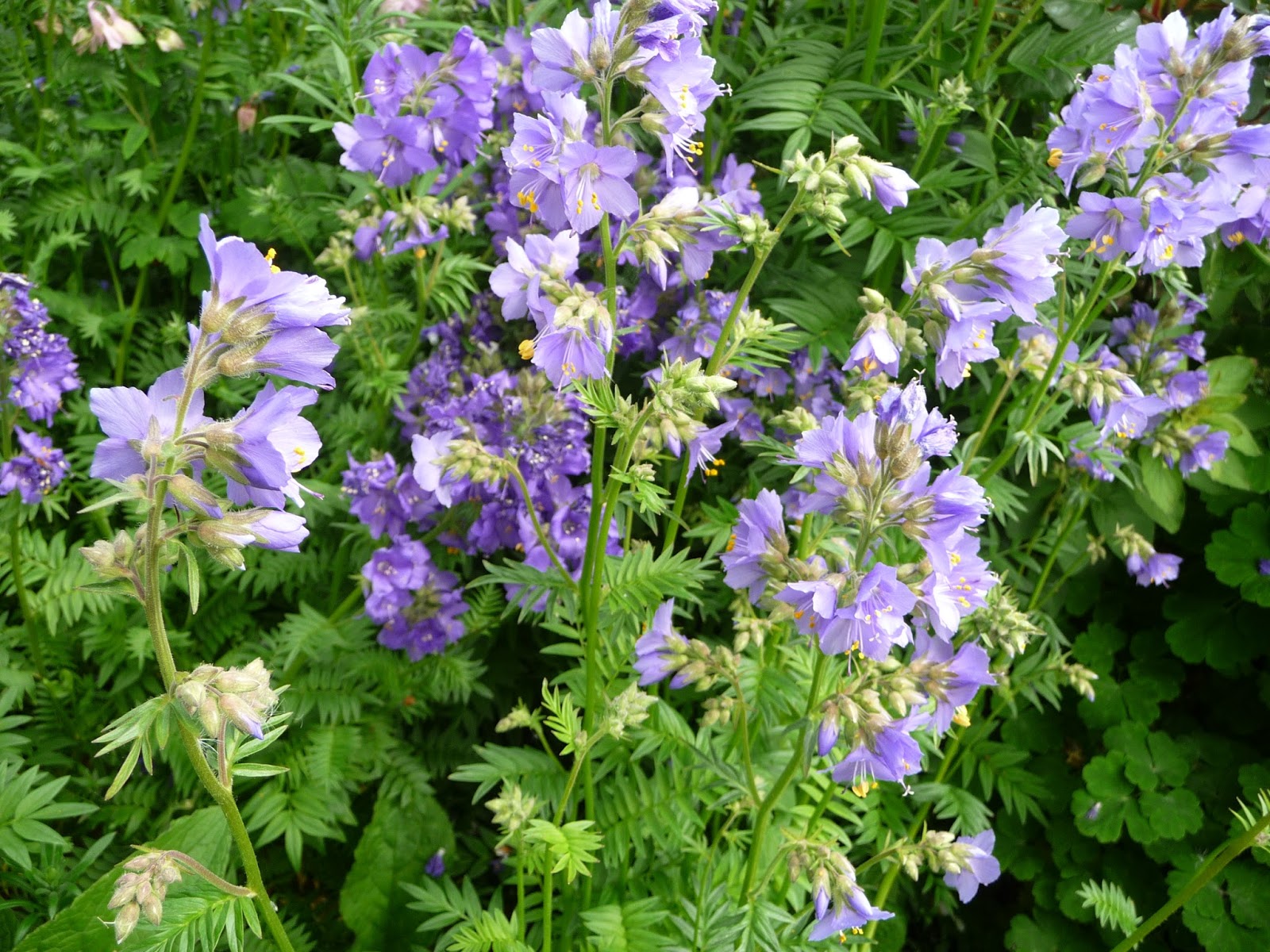 life between the flowers : Blue Perennial Jacobs Ladder, Polemonium ...