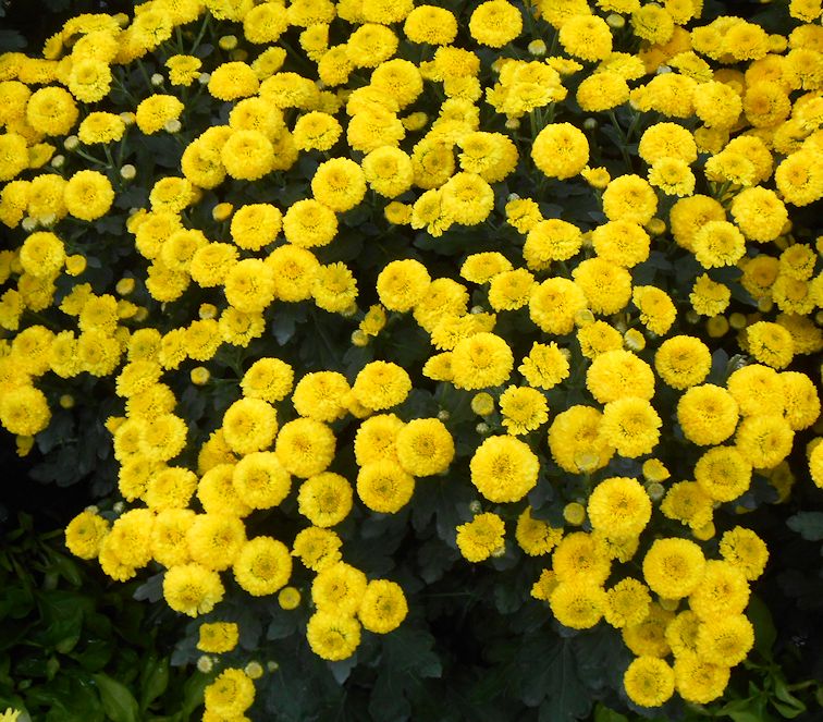 My Virtual Garden: Chrysanthemum Festival I