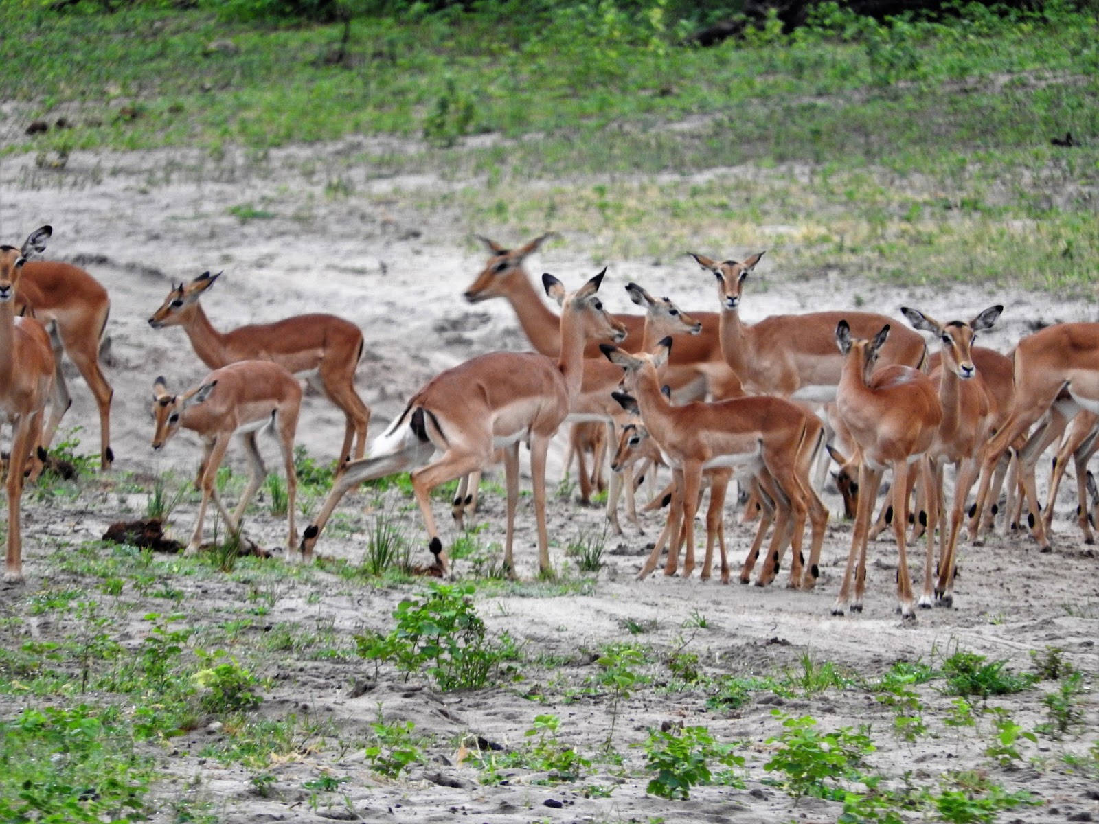 The Girl with the Panda Tattoo: Overland Africa: The Wildlife