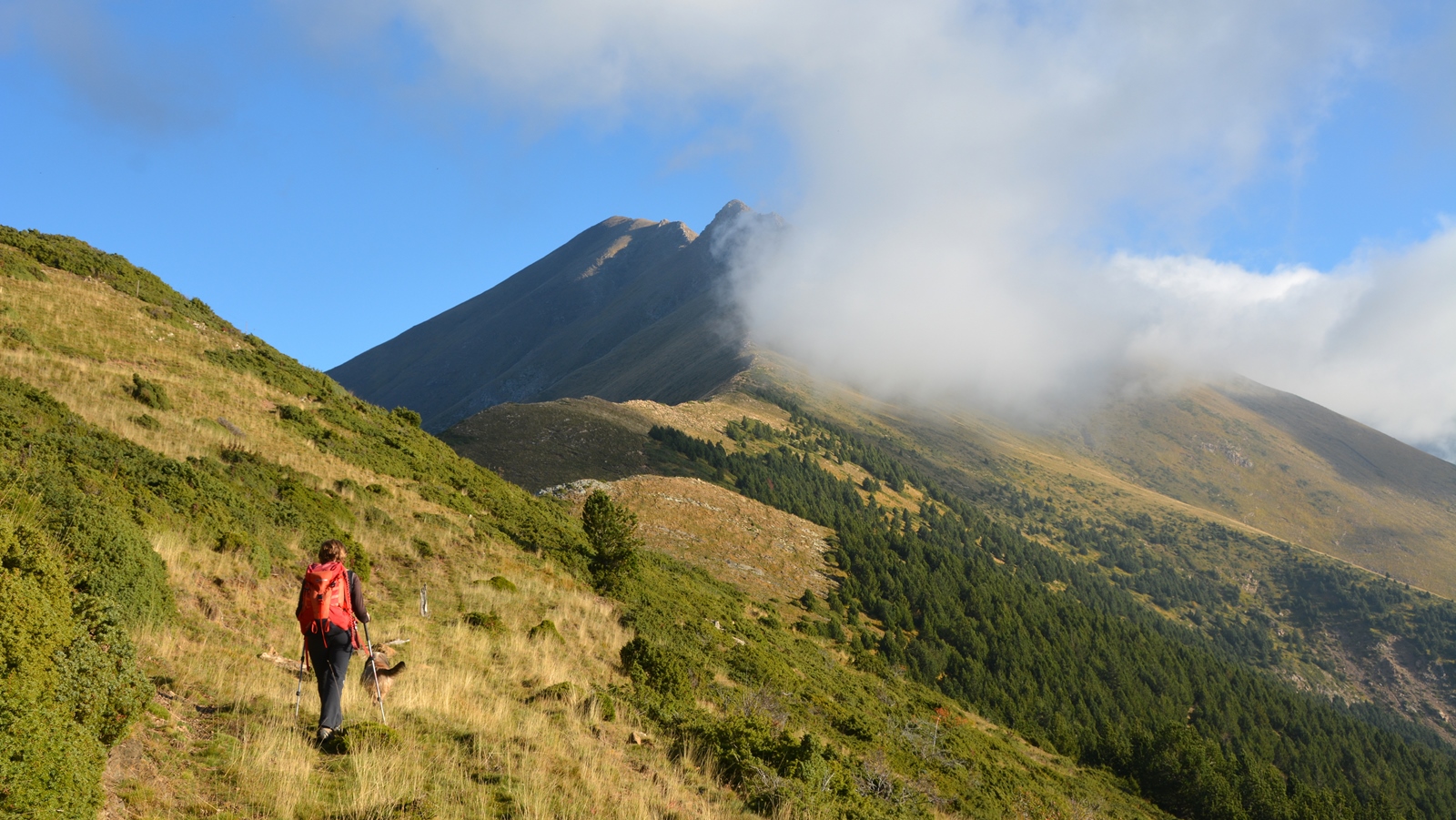 EniEn: PICA DE CERVI