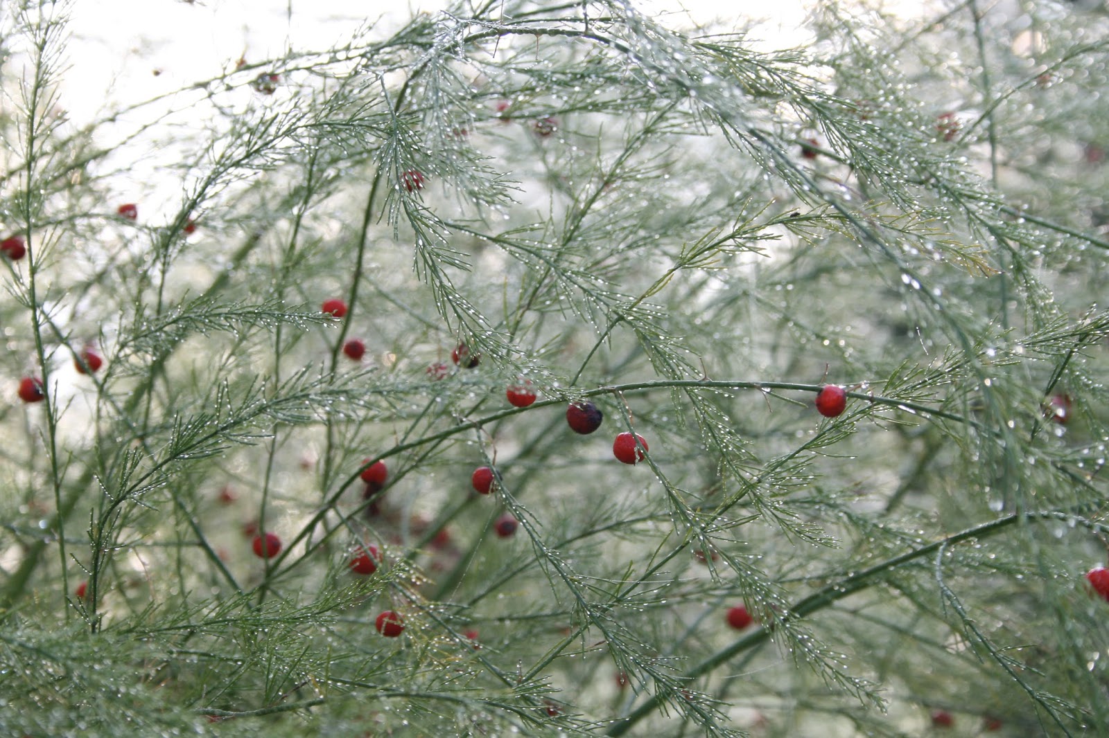 GARDEN STORIES: SMIDRAS ARBA ŠPARAGAS