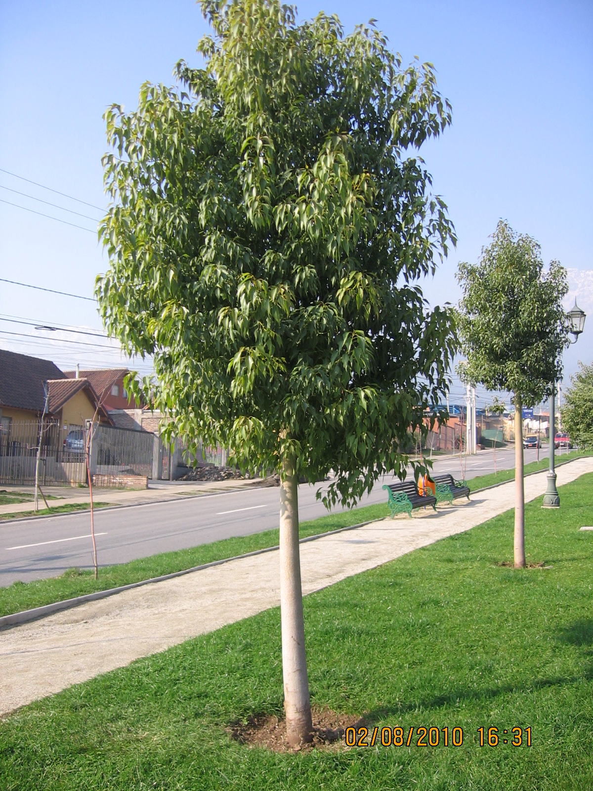 FICHAS BOTÁNICAS: BRACHICHITO (Brachychiton acerifolius)