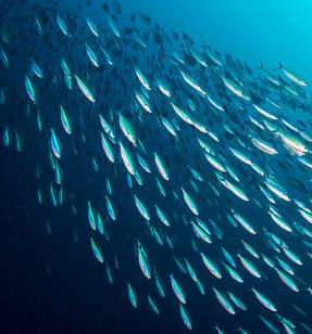 Deskripsi Bahasa Inggris Hewan (Ayam, Ikan, Ular, Cicak, Kura-Kura ...