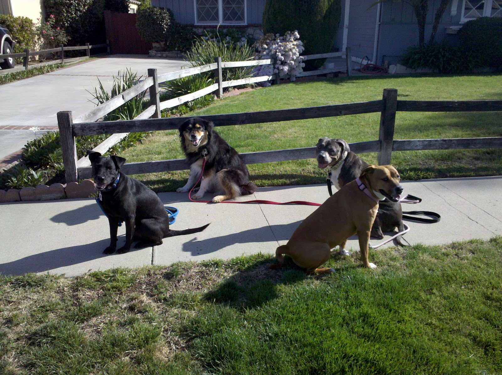 Walking | It's A Dog Meet Dog World