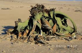 Namibia Reservations: Plants, Trees and Flowers - Namibia
