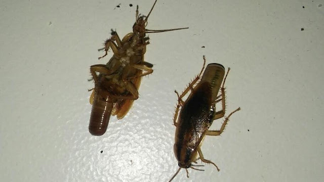 German Cockroach: Identify, Life Cycle, Infestation and How to Get Rid ...