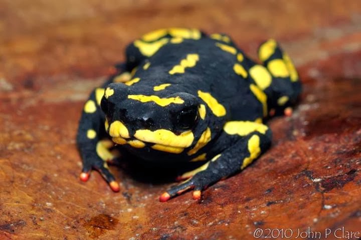 FUNDACIÓN CAMPOS LARGOS: SAPITO DE COLORES SAN LUIS ARGENTINA, HAY QUE ...