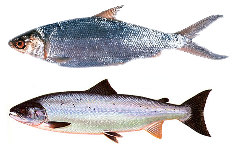 Milkfish Species That Has High Quality to Be Used as Ingredient for ...