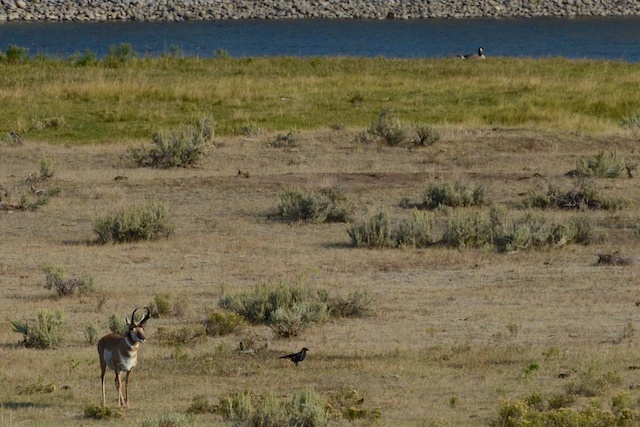 Dipper Ranch: Pronghorn Antelope - Yellowstone Reflections