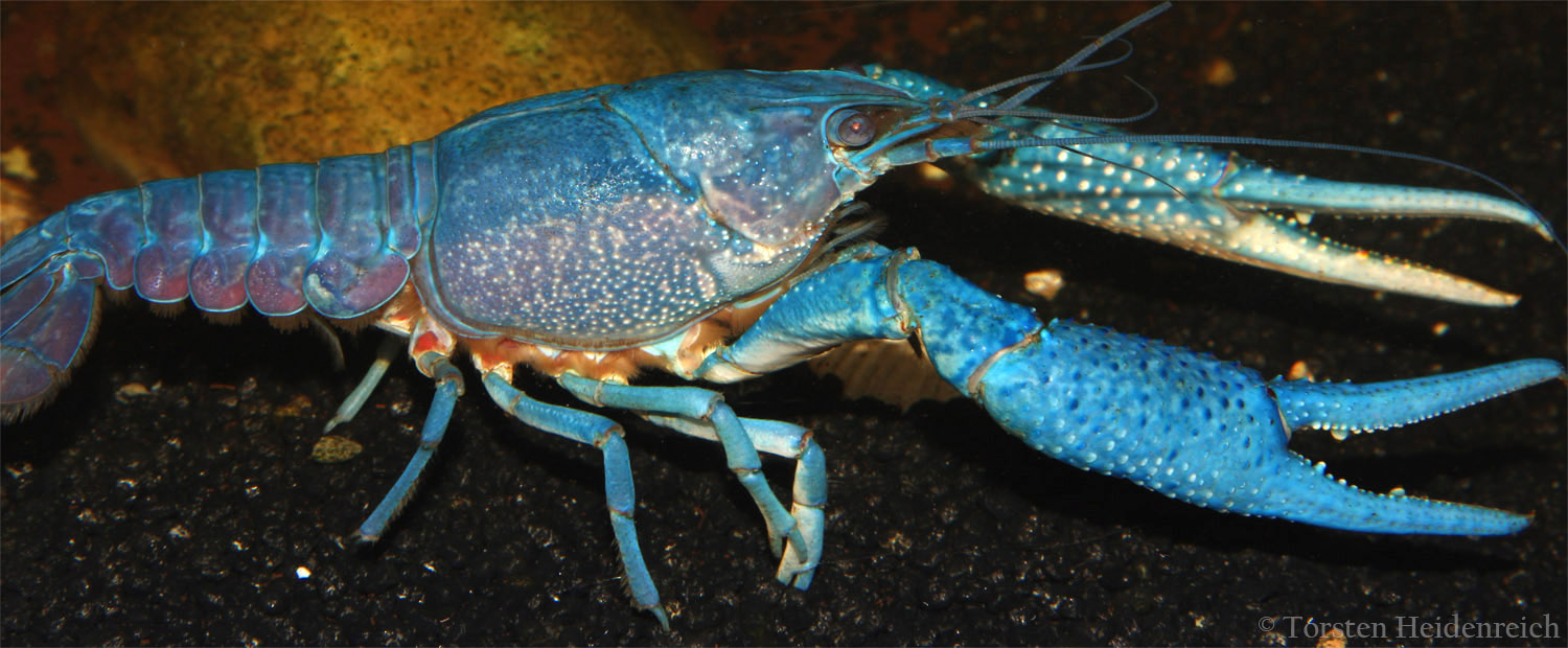 Krasswasndas: Blaue Florida-Flusskrebse