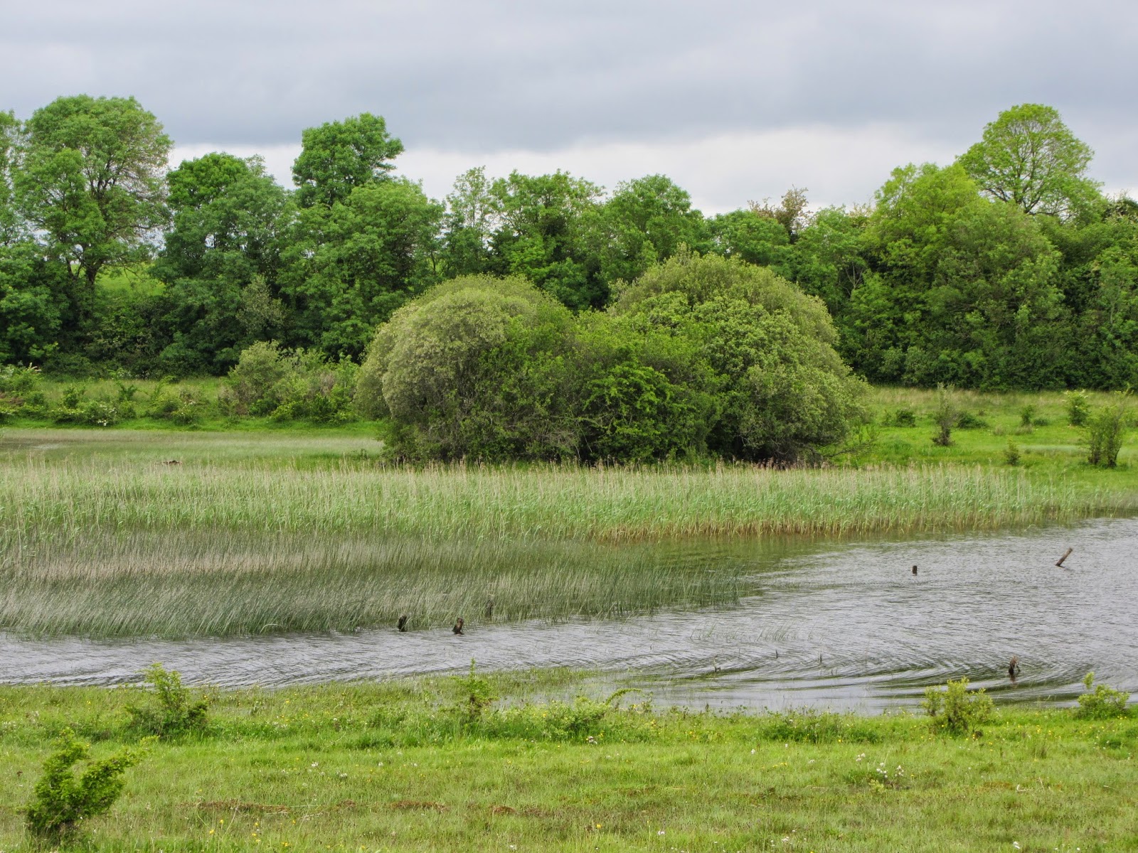 Letter from Ballinloughane: Lough Gara - Why is this Lake Important?