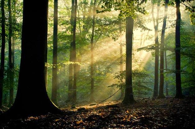 Strongheart: Mary Oliver: Sleeping In the Forest