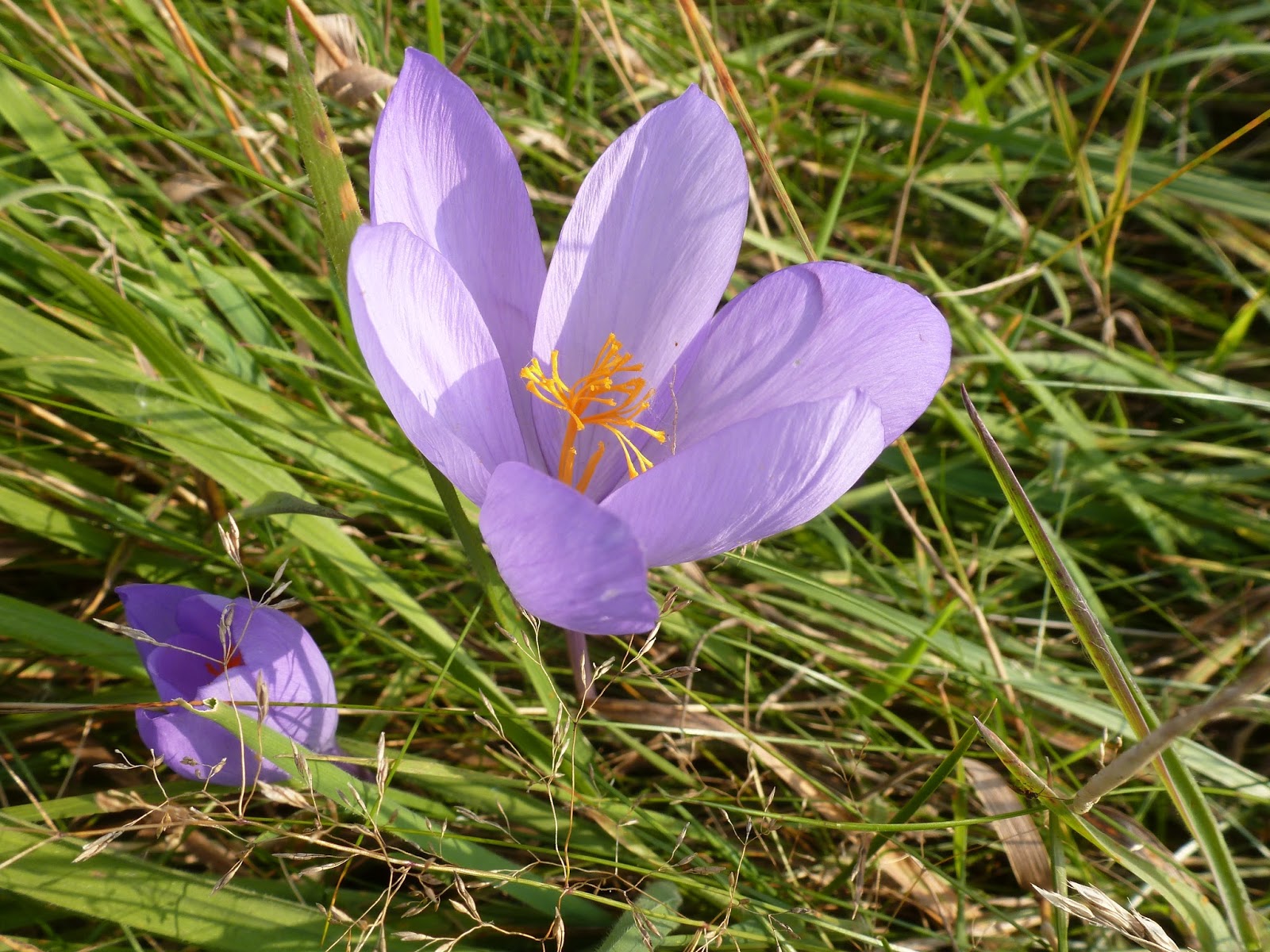 Autumn Crocus (Crocus nudiflorus) now flowering in Calderdale till mid ...