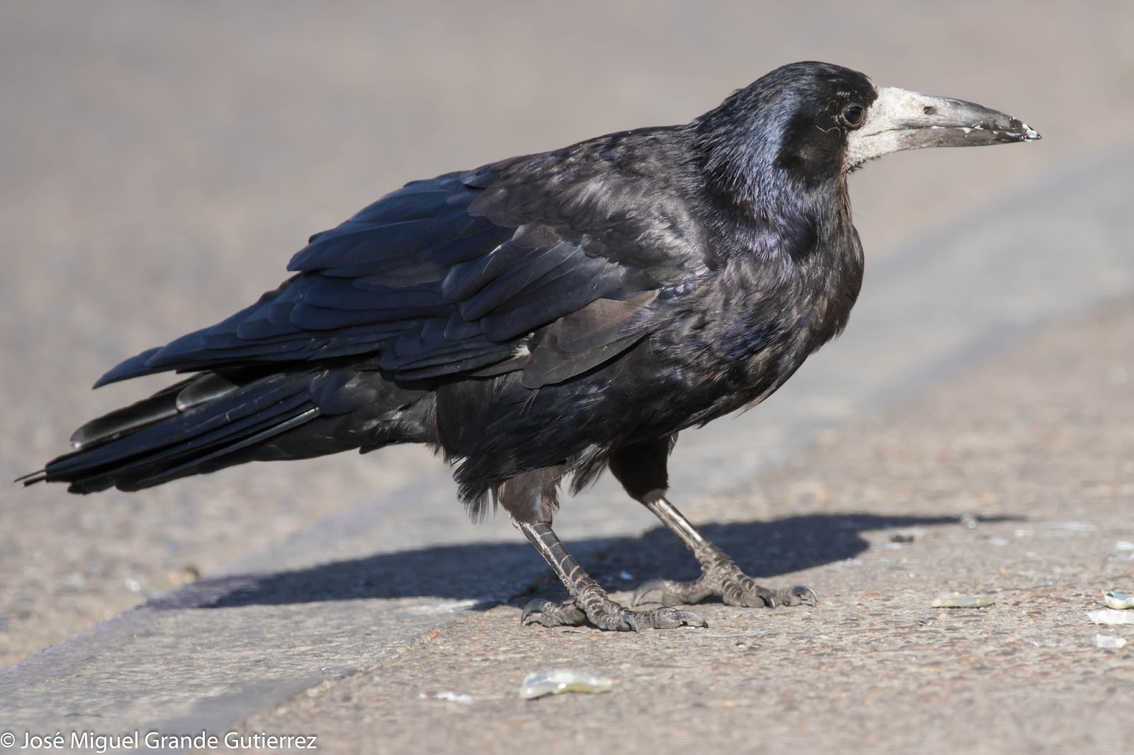AVECEDARIO2016-UN MUNDO MARAVILLOSO: Graja (Corvus frugilegus)-Rook ...