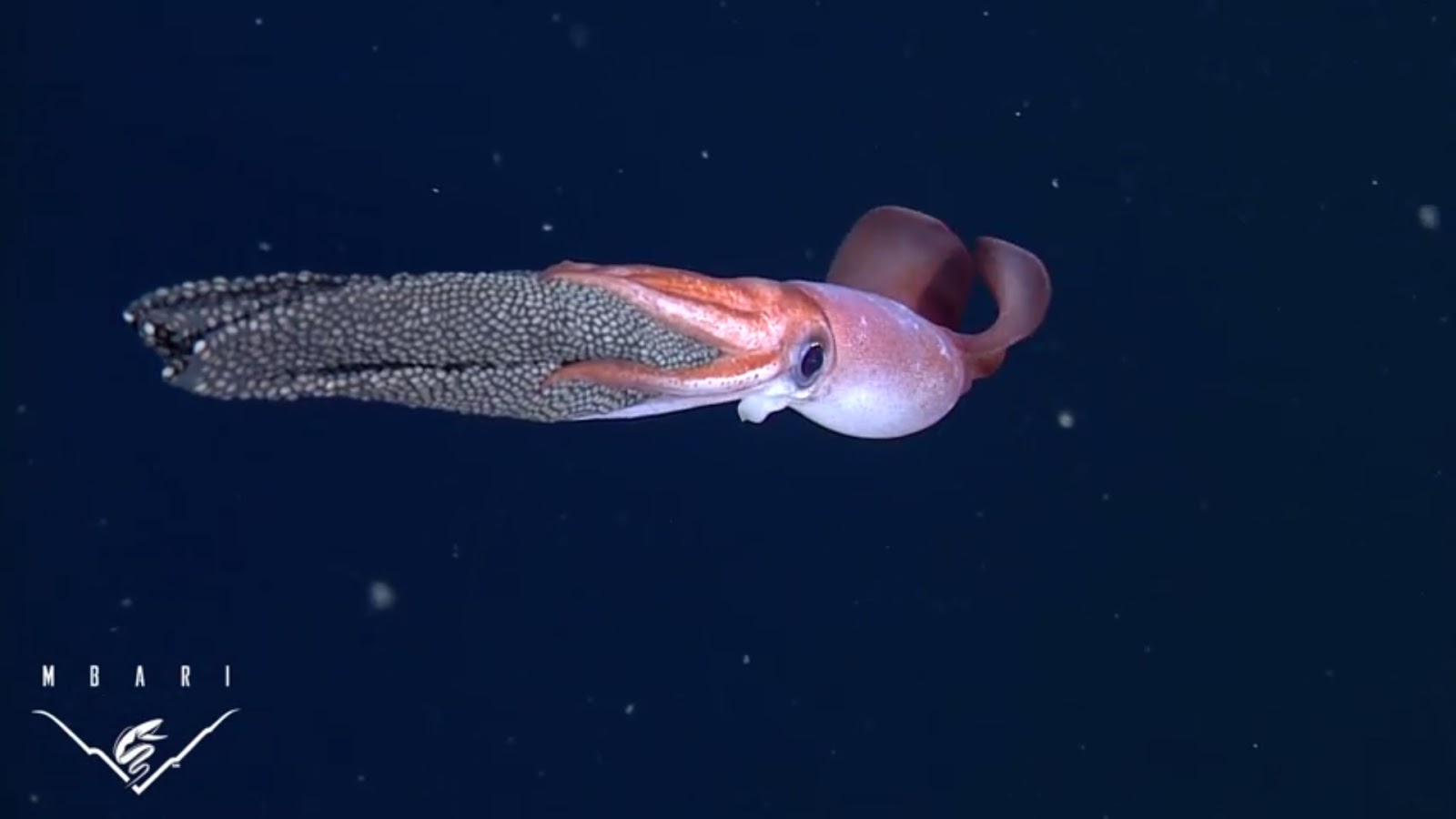 Real Monstrosities: Broody Squid