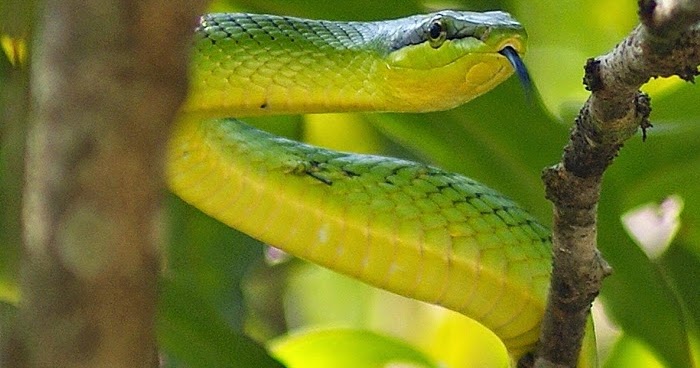 Non-Venomous Colubrid Snakes