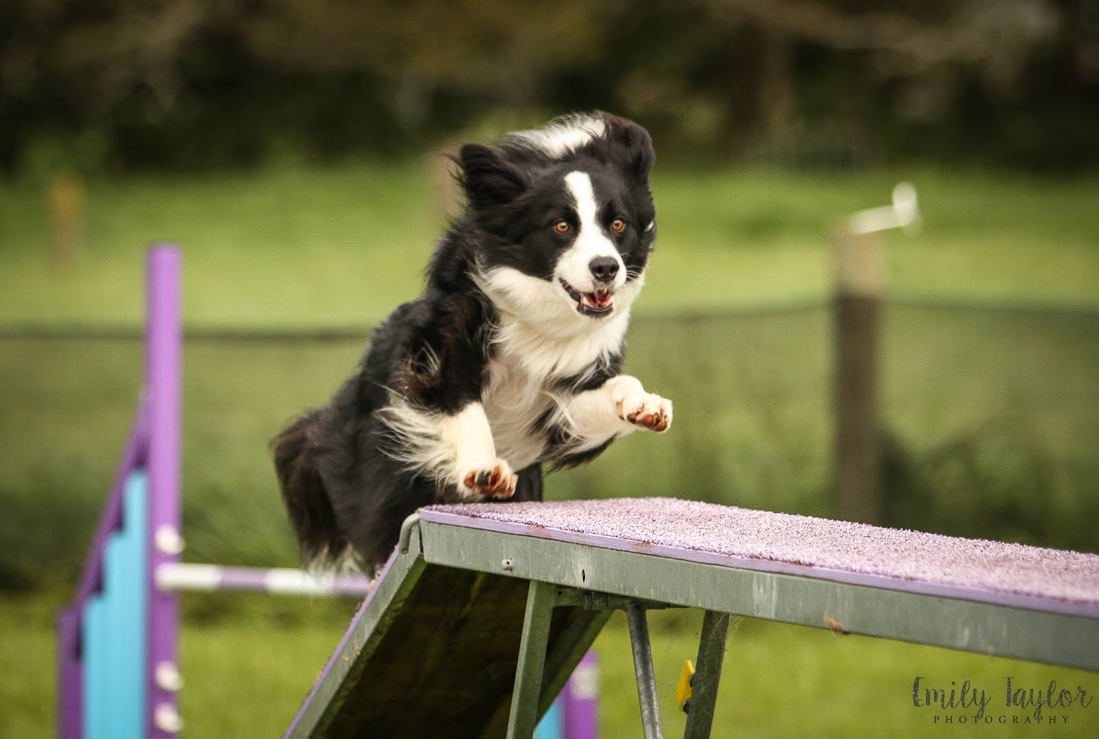 Hybrid Dog Training: Harnesses and why some are more appropriate for ...