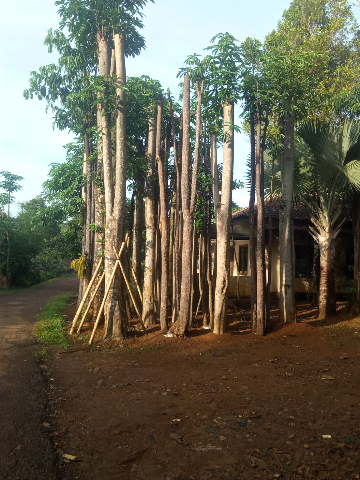 Jual Pohon Pulai|Pule ~ Tukang Taman Murah Berkualitas Tlp:081380548055