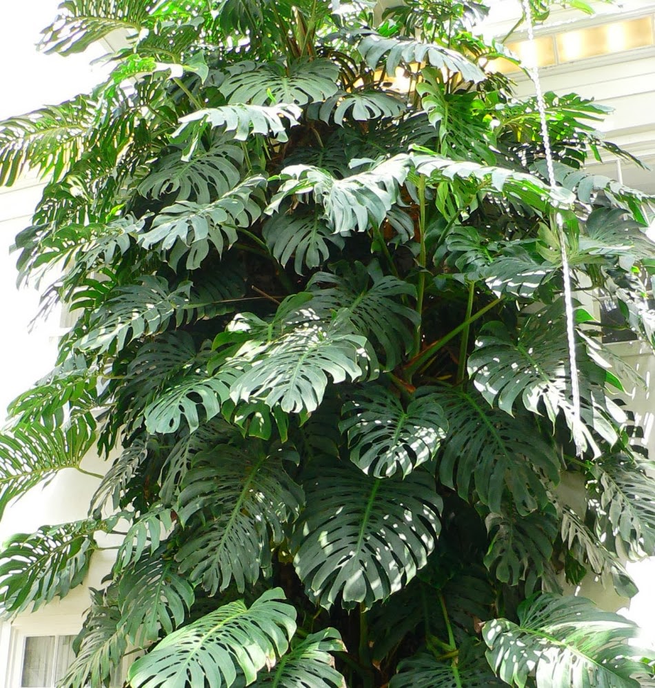 Plantas para jardines verticales: Monstera deliciosa : Jardines ...