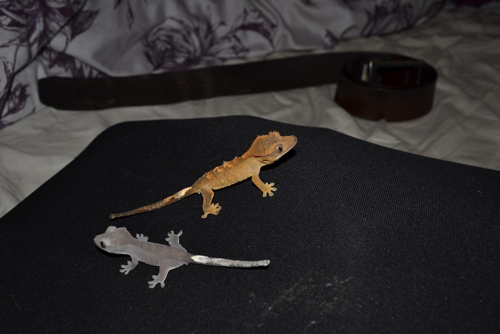 Crested Geckos Blog: August crested gecko hatchlings!!!