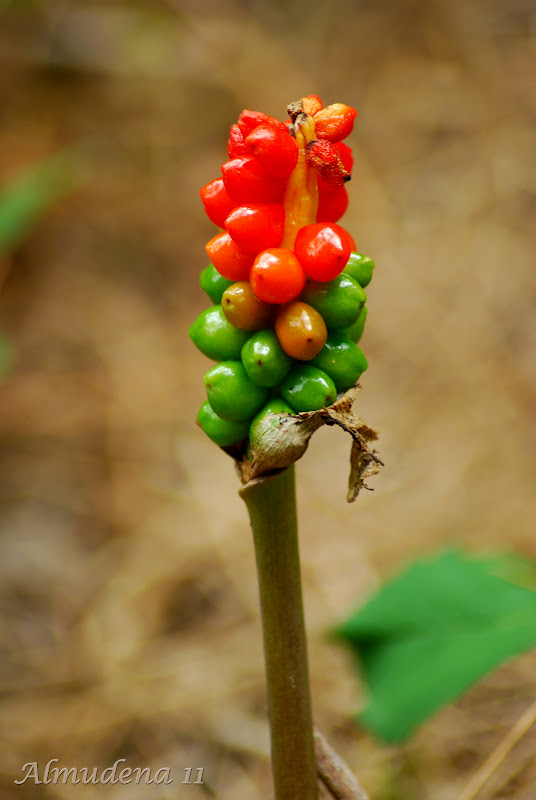 UN AMBIENTALISTA: Cuadernos de Botánica: El aro