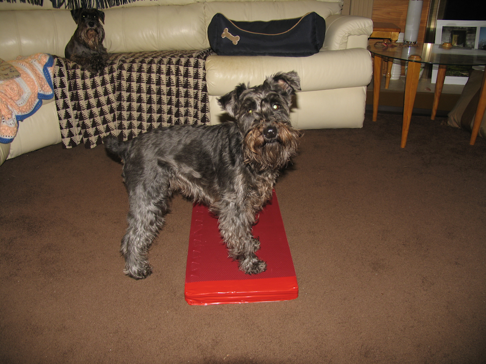 Ars Dogs: DIY Platforms