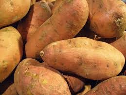 MODERN CROP PRODUCTION: SWEET POTATO PRODUCTION