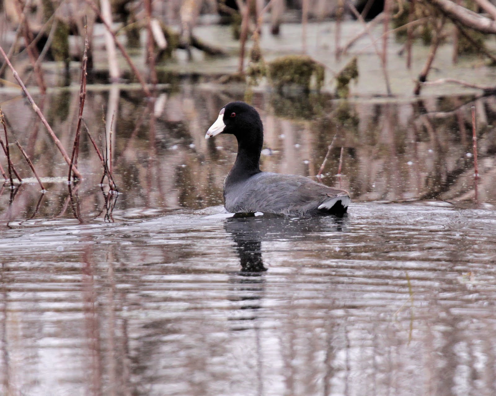 Birds from Behind : Shreve Migration Sensation!