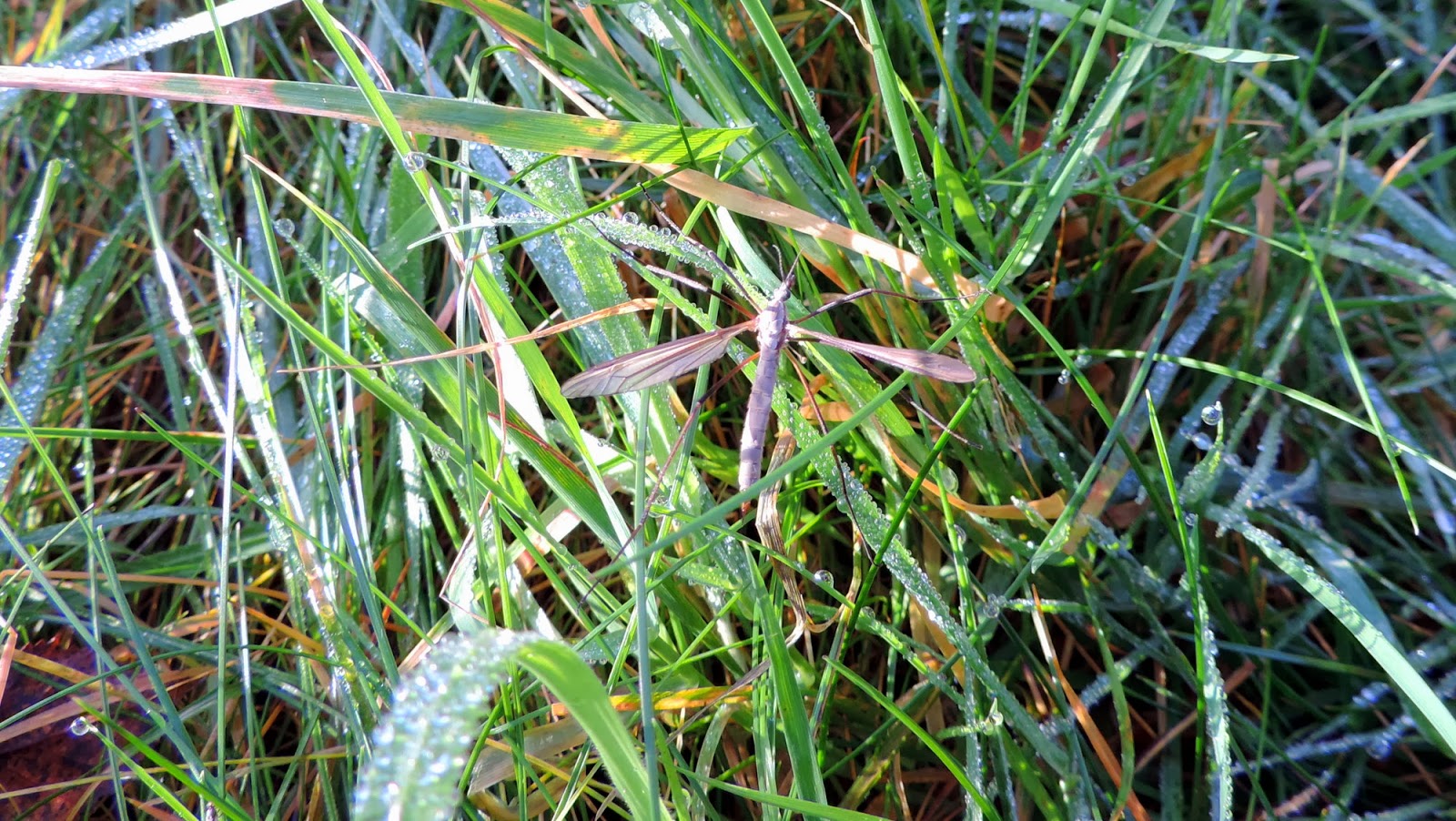 The Glebe Blog: The Water of Minnoch - Roman Brig