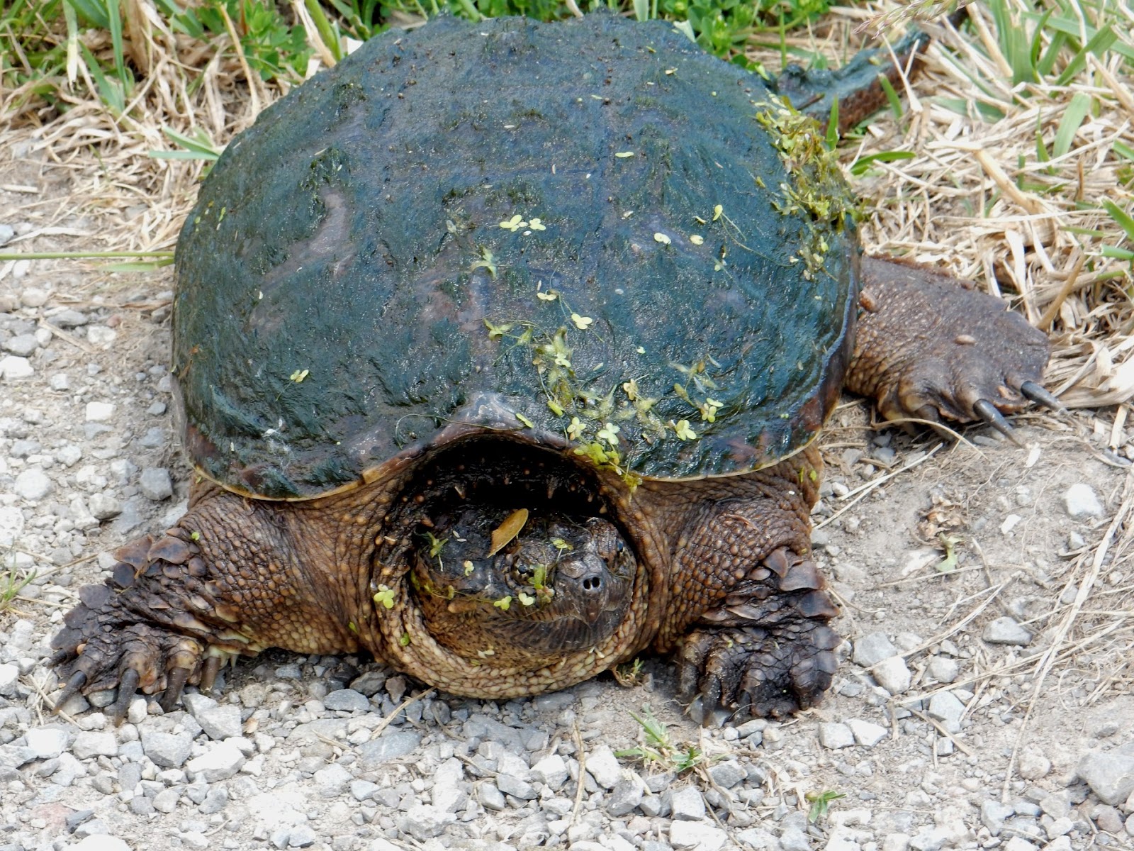 Handprints: The Much Maligned Snapping Turtle