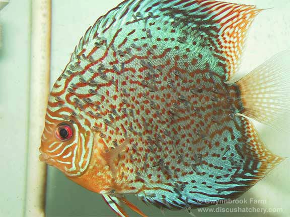 Discus: Gwynnbrook Farm Discus Fish Photo Gallery