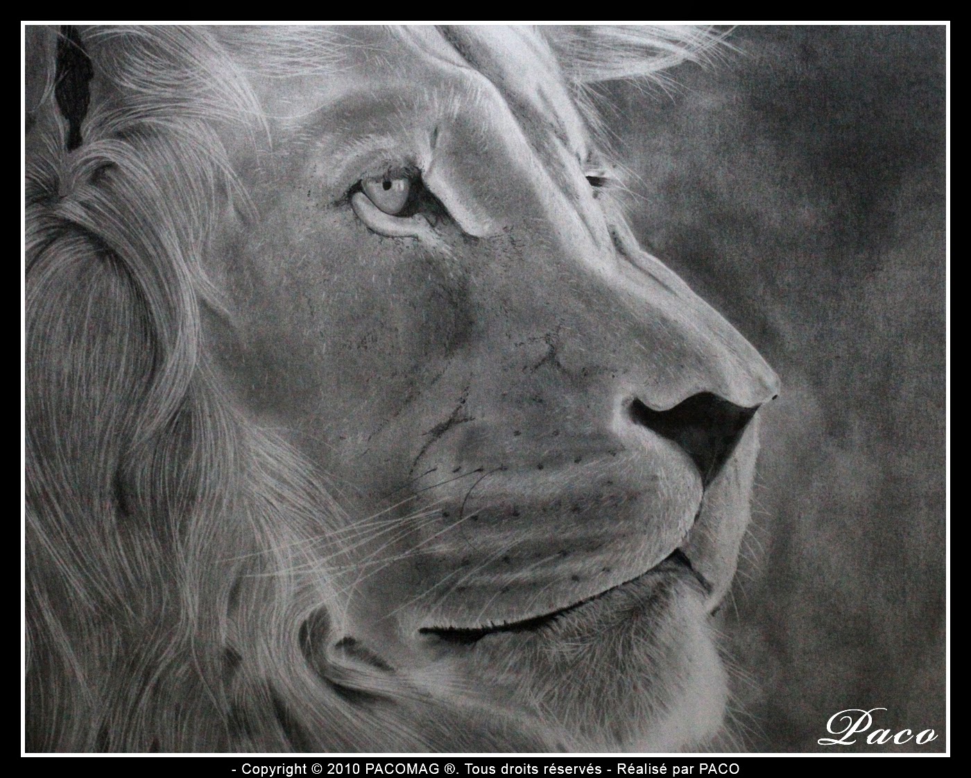 PACO ARTISTE PEINTRE ILLUSTRATEUR GRAPHISTE: Portrait animalier, LION ...