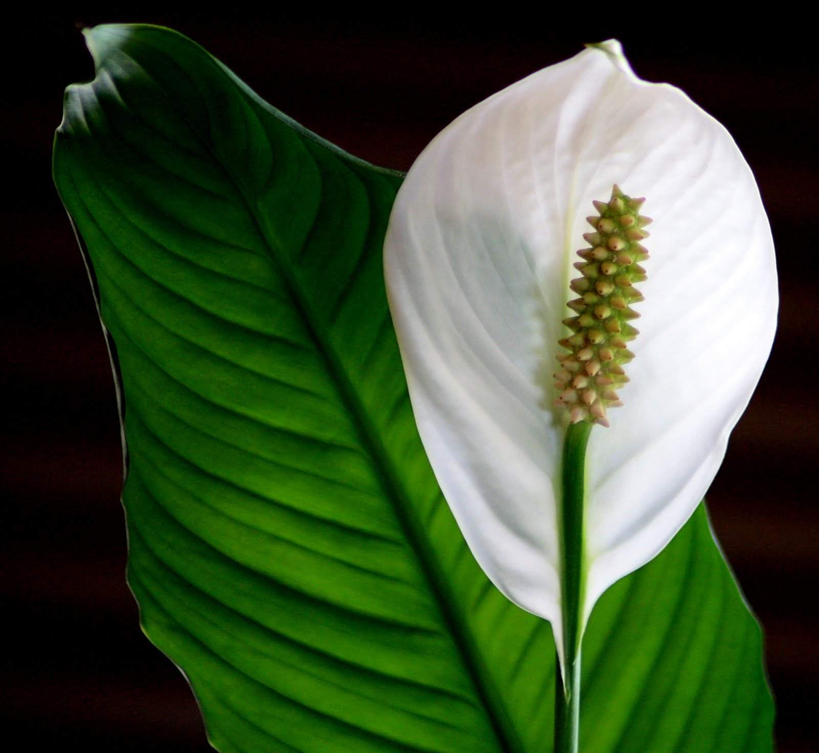 MIN NATUR: Fredskalla