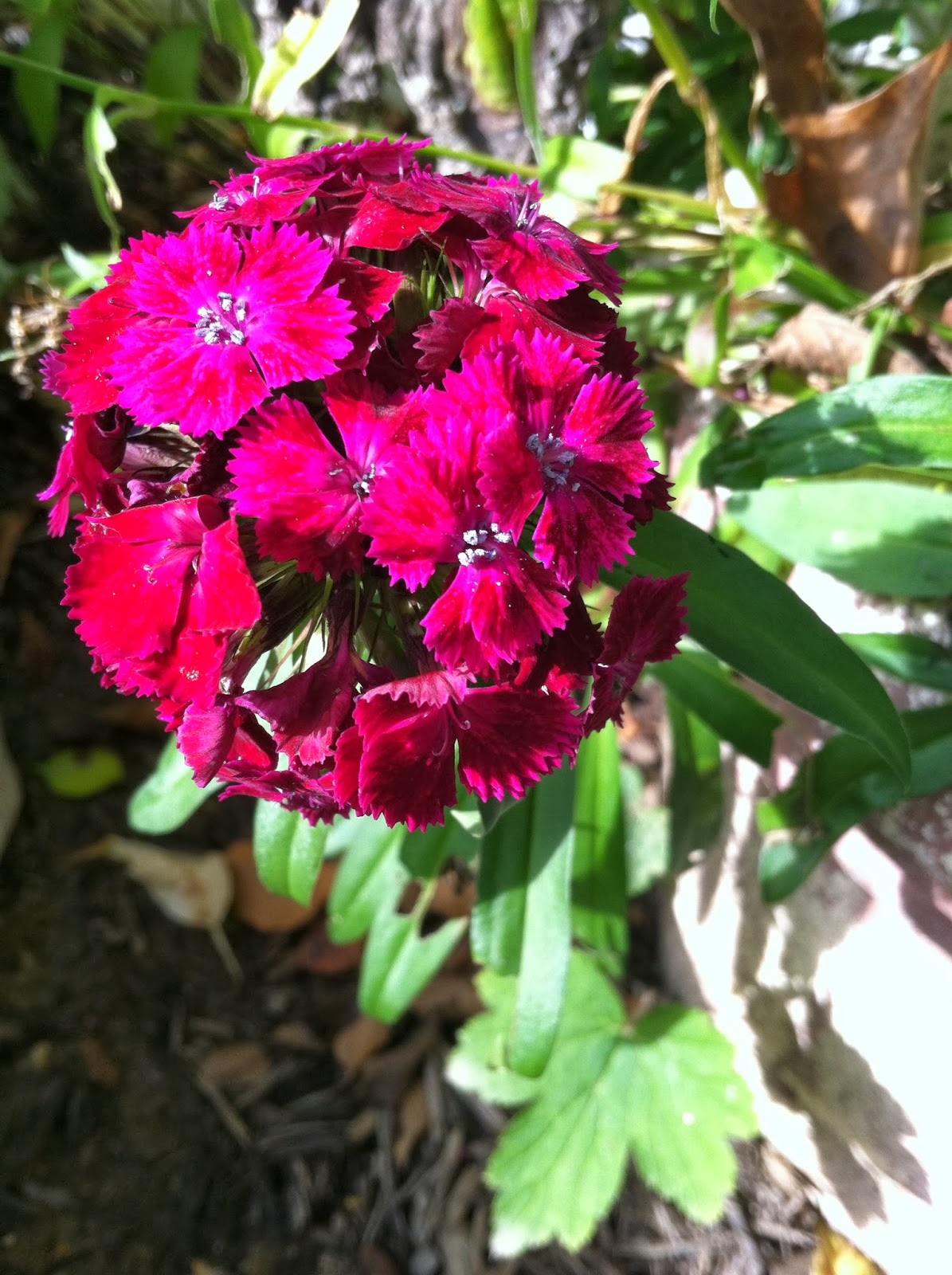 WashingtonGardener: Garden Bloggers' Bloom Day: Trial Plants