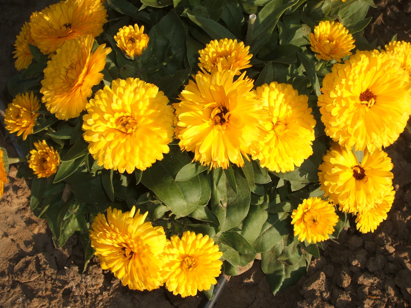 MARIYERBAS: LAS PLANTAS DE MI PUEBLO (VI): CALÉNDULA O CALÉNDULA ...