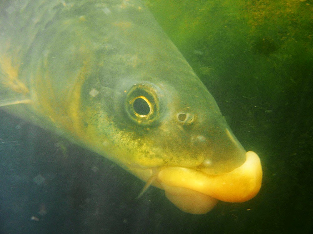 Sean Mills Fly Fishing: Fishing soft hackle flies for yellowfish