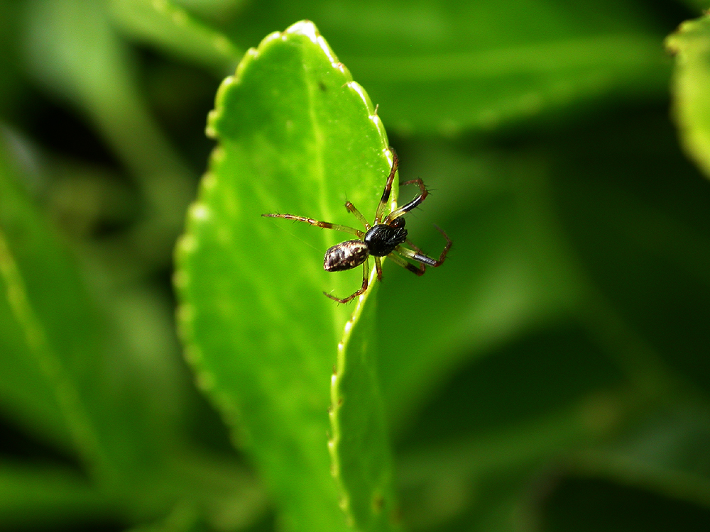 Arachnerds: Money Spiders - Linyphiidae